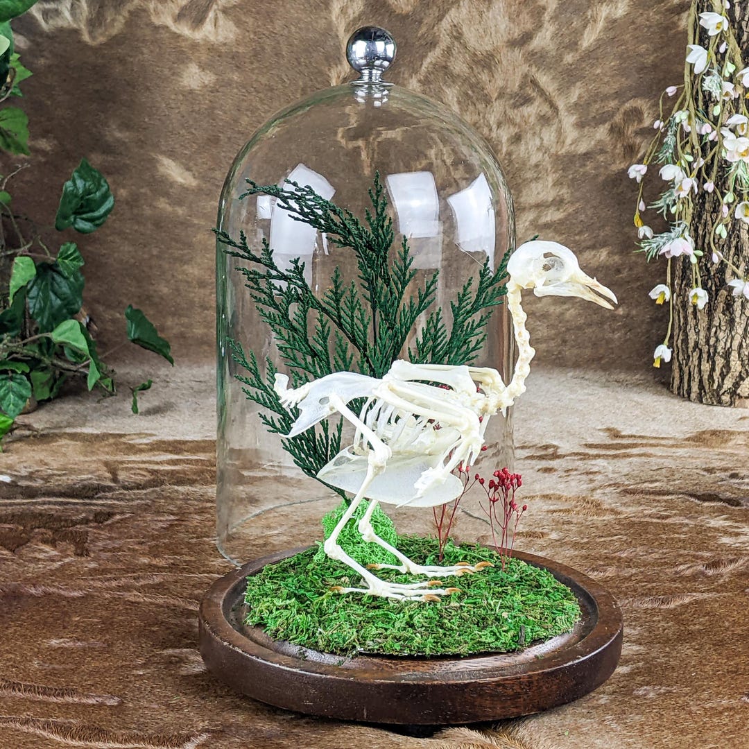 Rock Dove Pigeon Bird Skeleton Dome Display Taxidermy Oddities ...