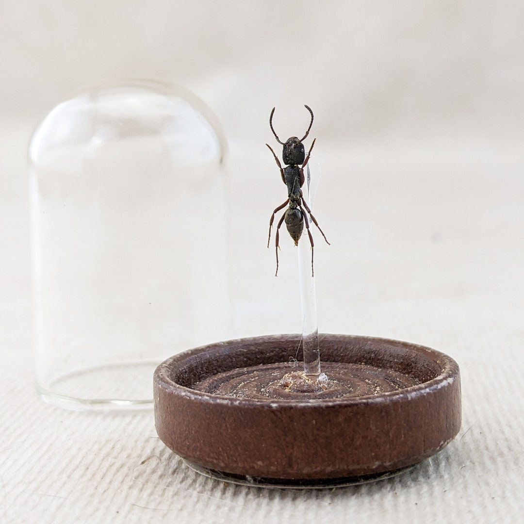 Ant Insect Bug Dome Preserved Entomology Oddities Curiosities ...