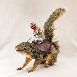 L44m Cowboy Mouse Riding Real Squirrel Cute Taxidermy Oddities ...