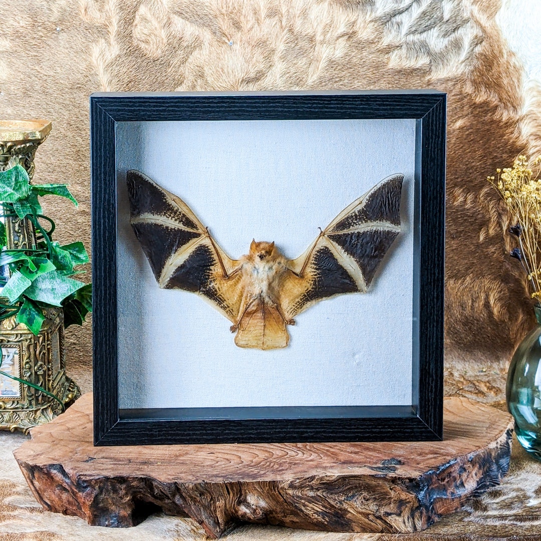 Wrapped Q25c KP Fire Bat Specimen Frame Dsplay Taxidermy KP Oddities ...