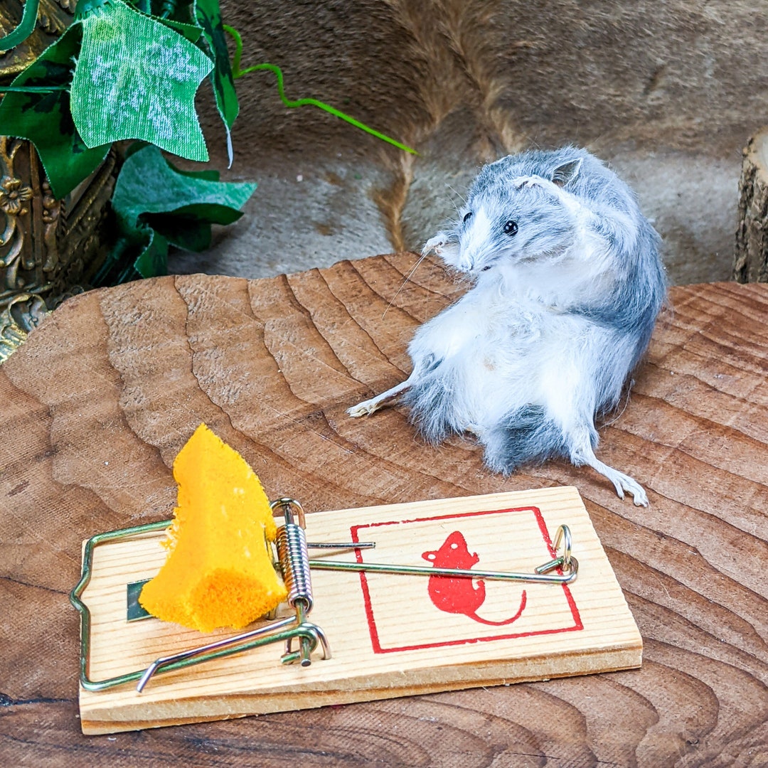 Mouse Escape Trap Display Collectible Funny Taxidermy Oddities ...