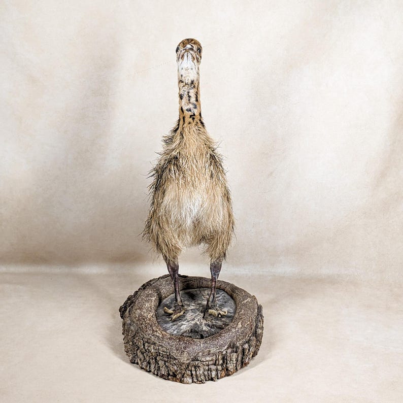 Baby Ostrich Taxidermy Curiosity Oddities Preserved Bird Australian ...