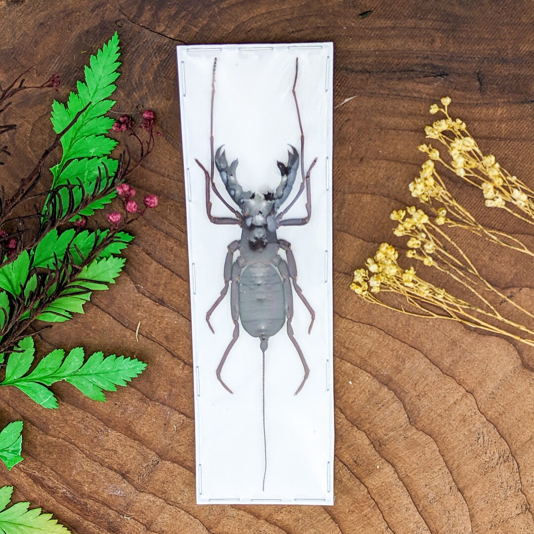 Whip Scorpion Spider Hypocnoctus R Entomology Oddity Curiosities ...