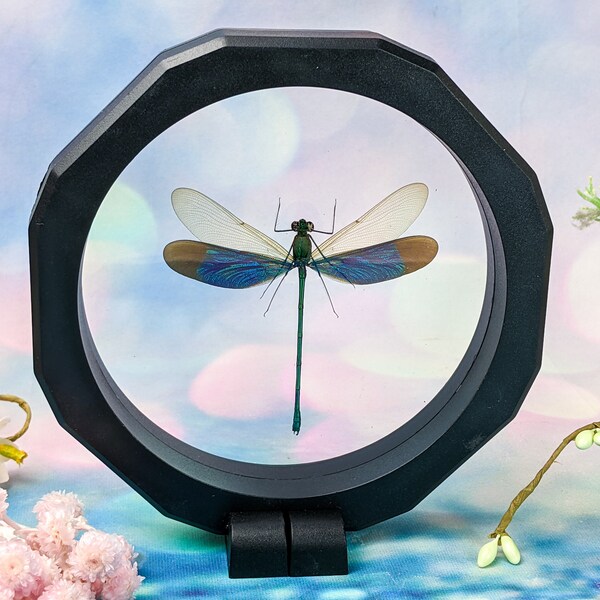 Dragonfly Blue - Etsy