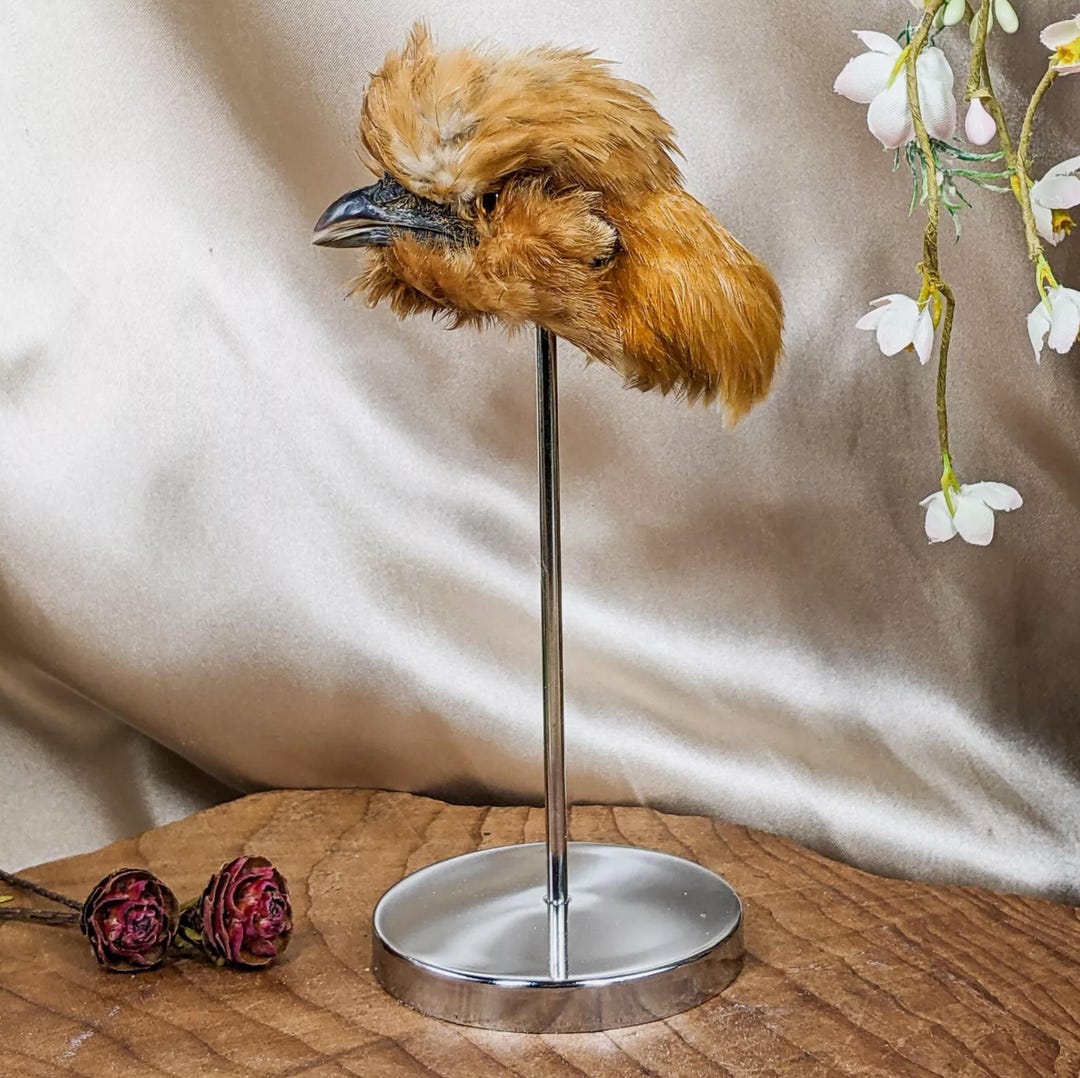 Chicken Head Mount Taxidermy Display Chick Bird Curiosities Oddities ...