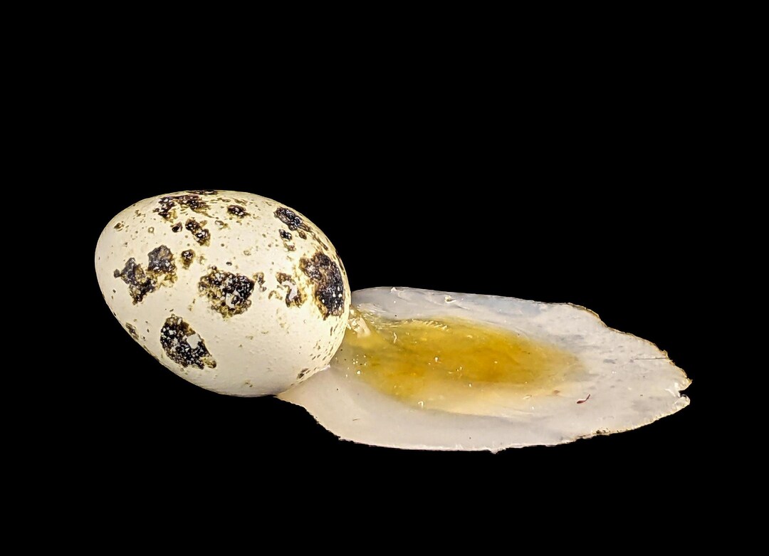 Cracked Raw Egg Photo Staging Prop Taxidermy Oddities Curiosities Faux ...