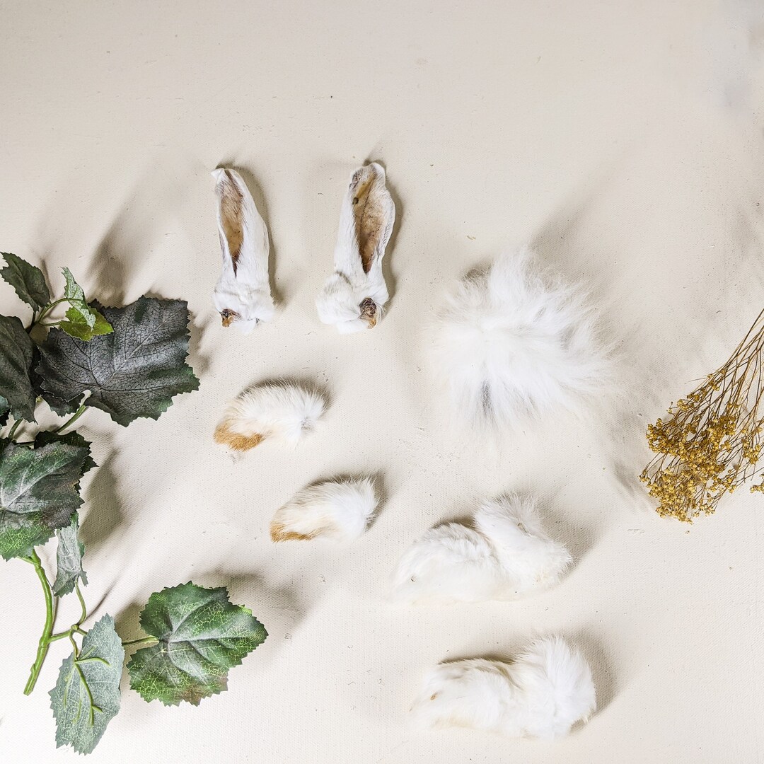 B15o Real Matched Rabbit Feet Tail & Ears Taxidermy 1 Set of 7 Craft ...