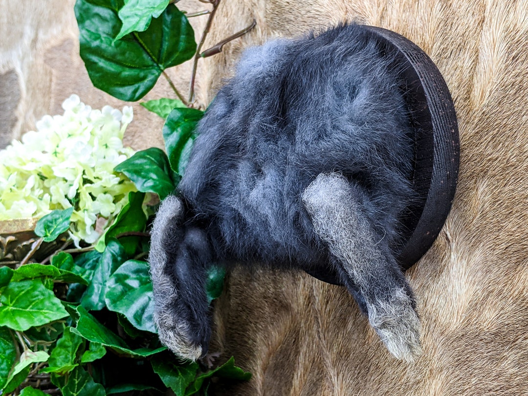 Rabbit Butt Rump and Legs Half Mount Taxidermy Oddities Curiosity ...