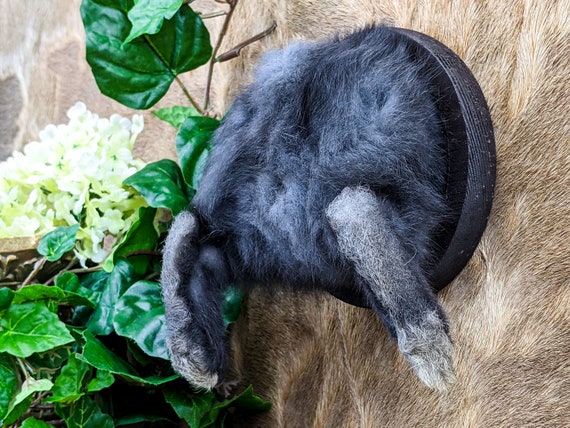 Half Cat Half Rabbit