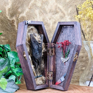 M2h HL Real Bat Coffin Macabre Collectible Taxidermy Oddities ...