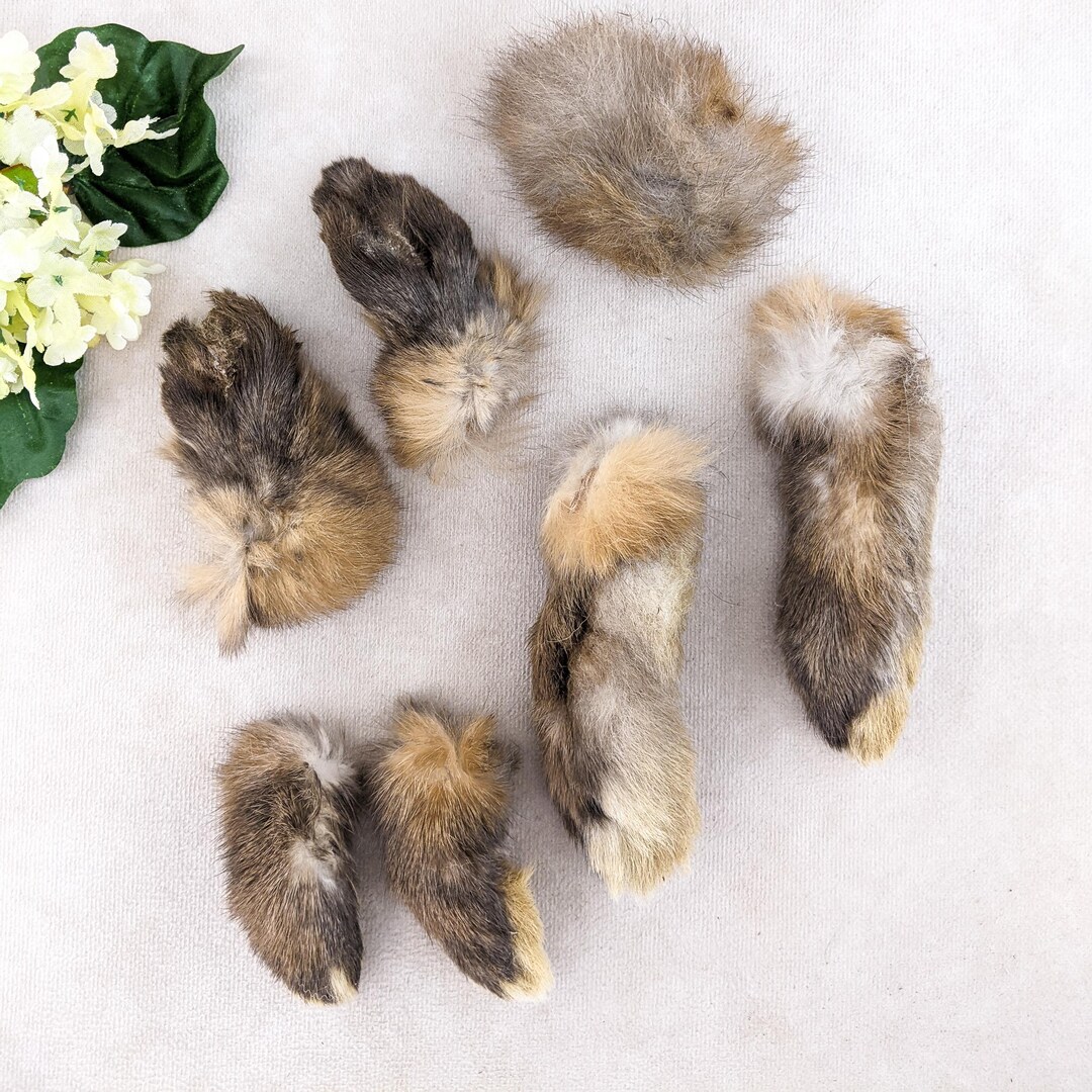 Rabbit Feet Tail Ears (3") Curled Taxidermy 1 Set 7 Craft Fur Bunny ...