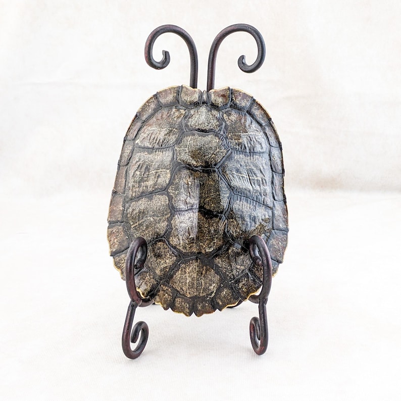 Red Eared Slider Turtle Shell Stand Display Taxidermy Curiosity ...