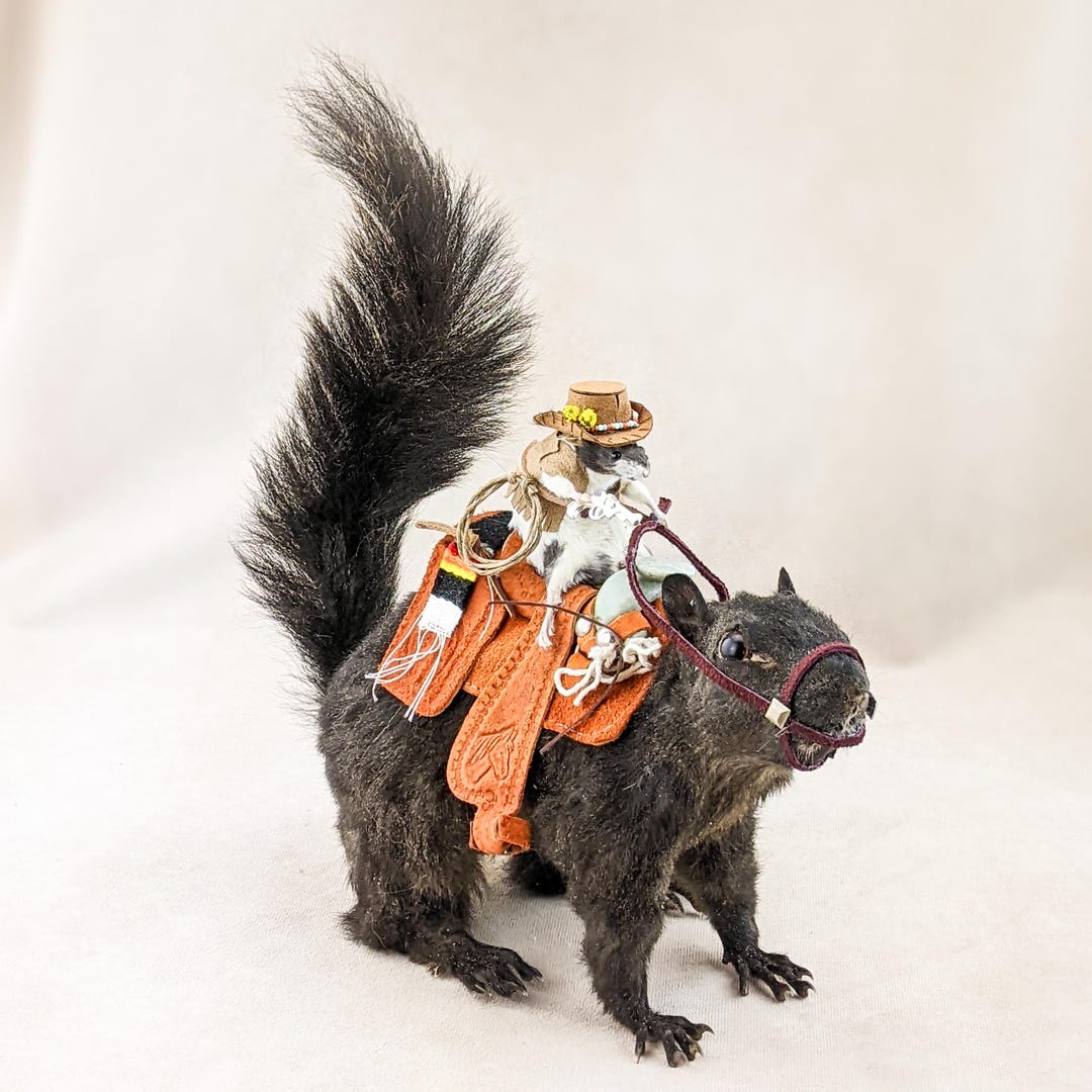 Cowboy Mouse Riding Real Squirrel Cute Taxidermy Oddities Curiosities ...
