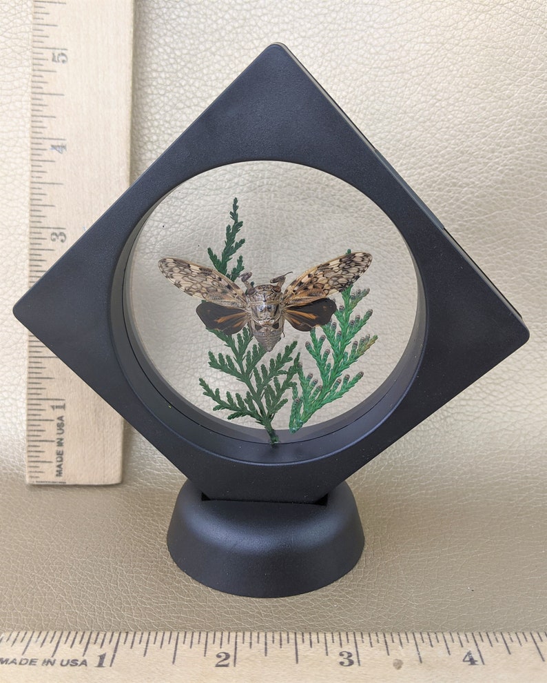 W39b Entomology Taxidermy Glass Dome Display Locust Cicada | Etsy