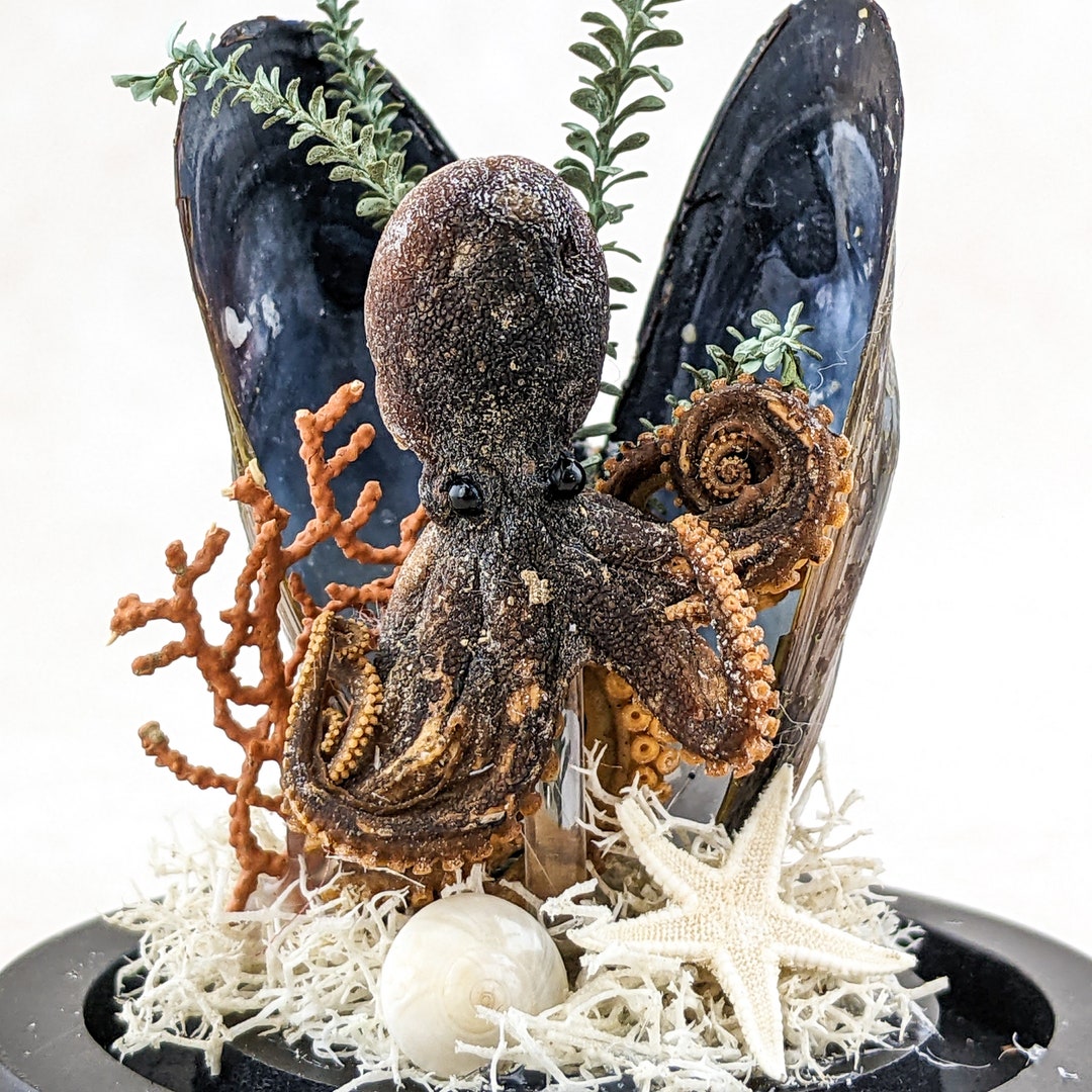 W196a Octopus Display Collectible Dome Taxidermy Oddities - Etsy