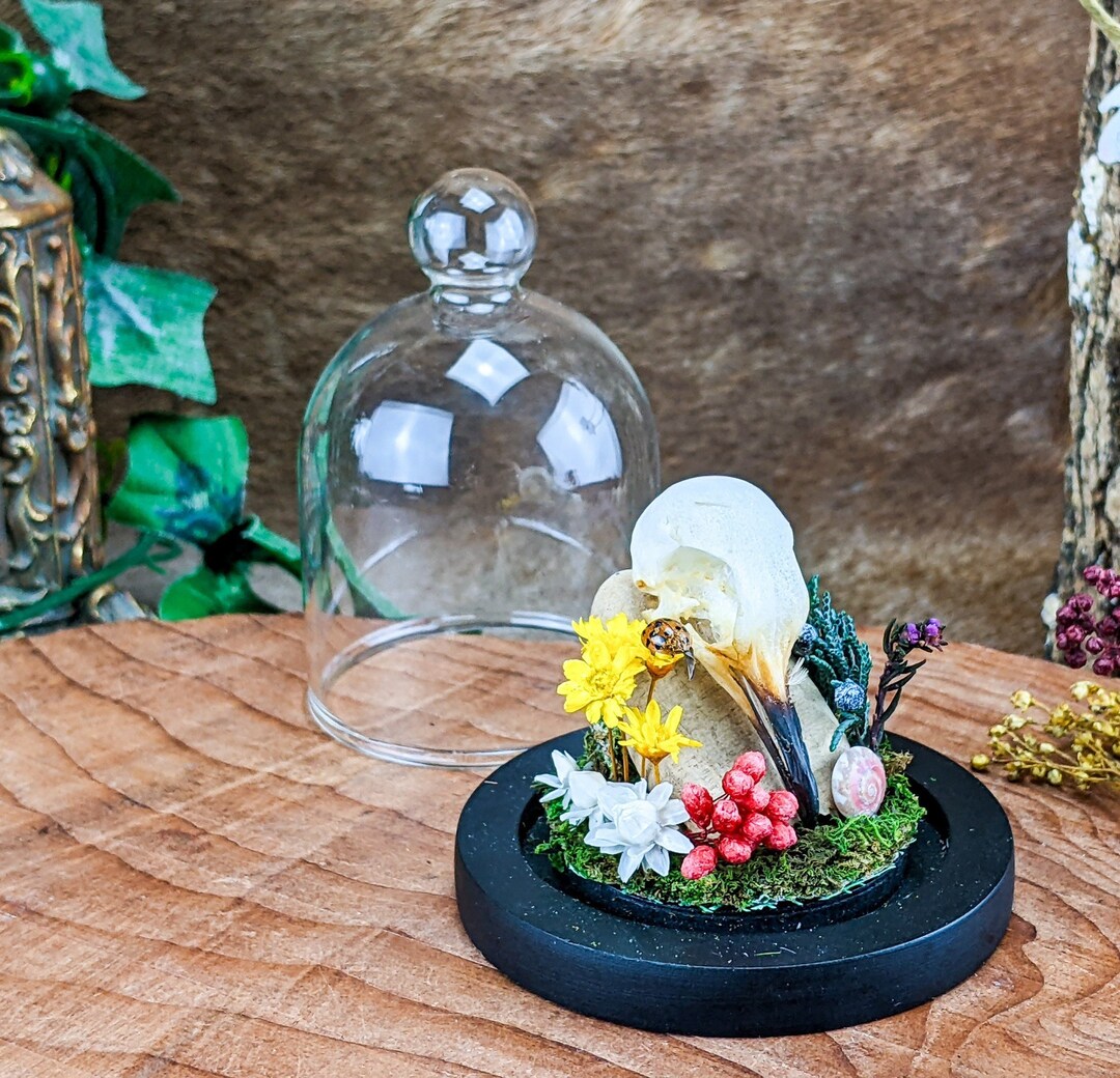 Z19a Spotted Dove Skull Glass Dome Display Taxidermy Oddities ...
