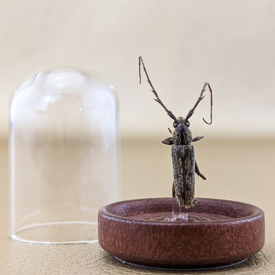 Y16c Banded Hickory Borer Glass Dome Display Oddities Curiosities ...