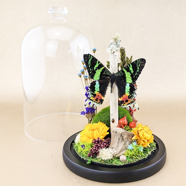 Victorian Butterfly Dome - Etsy