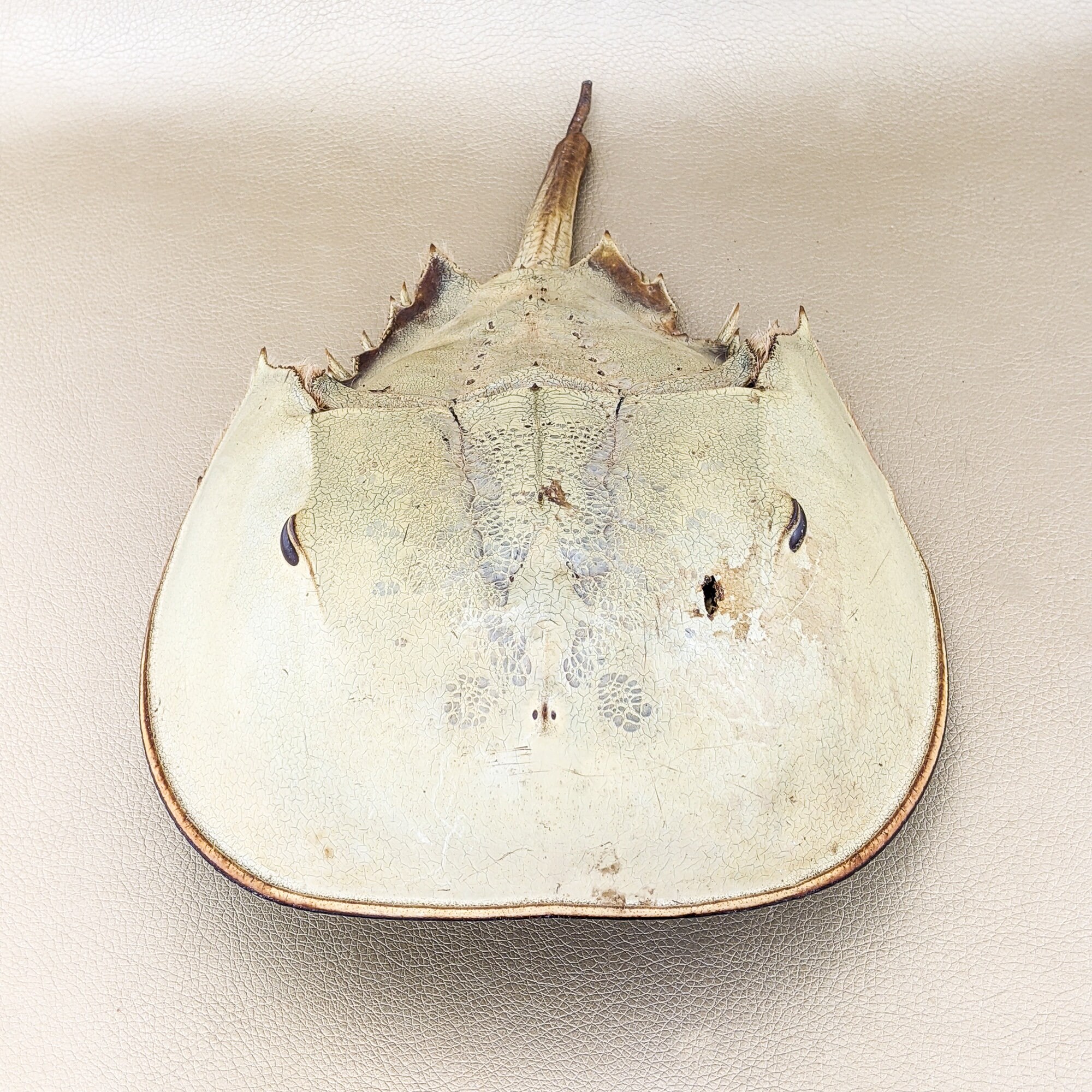 HSC15 DEFORMED Real Horseshoe Crab shell Oddities Curiosities | Etsy