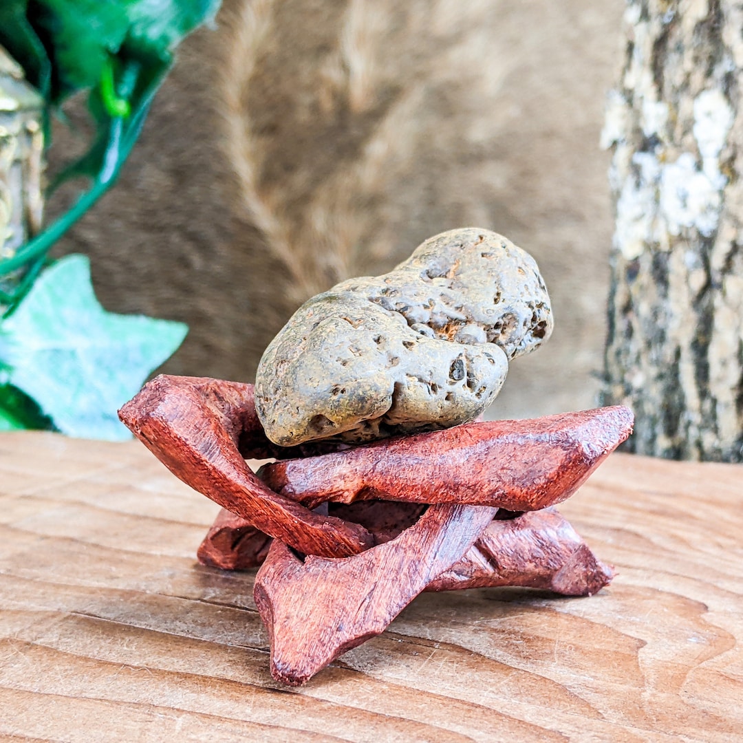 W35j Dinosaur Poop Fossil Display Oddities Curiosities Fossilized ...