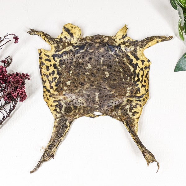 Real Animal Skin - Etsy