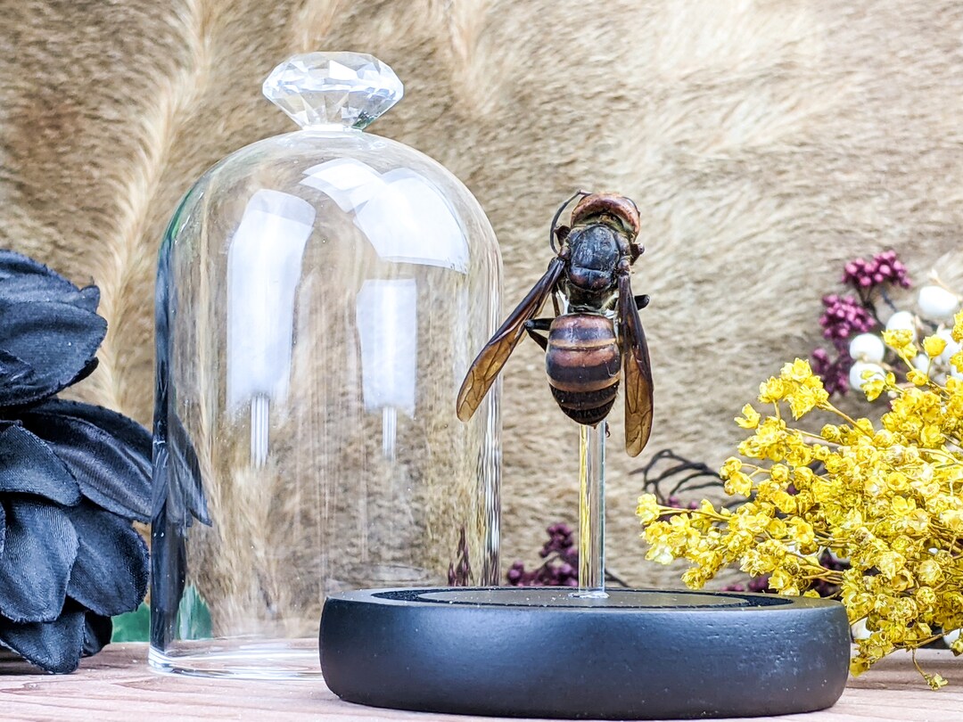 Entomology Taxidermy Oddities Curiosities REAL MURDER Hornet Glass Dome ...