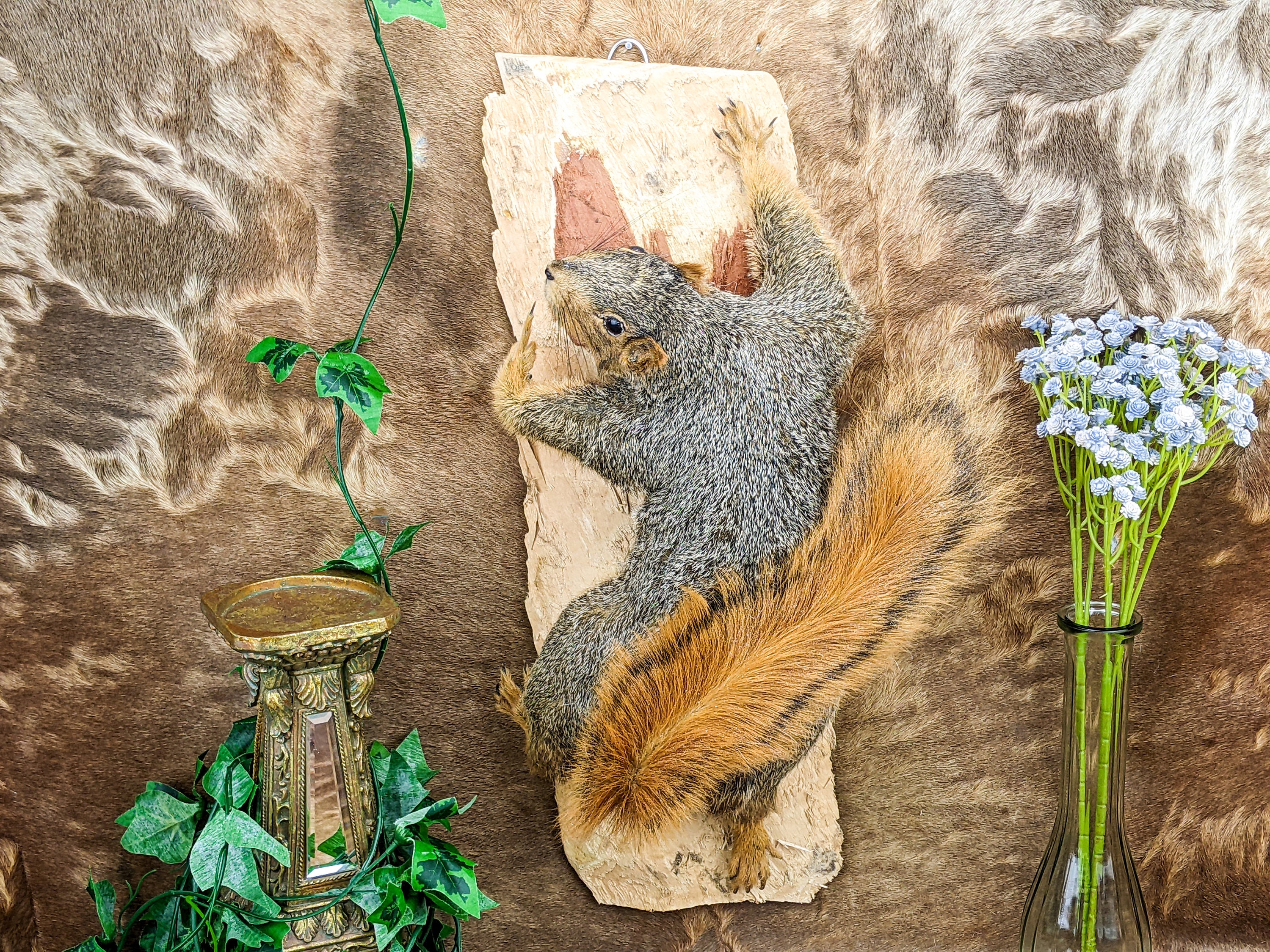 Fox Squirrel Mounts