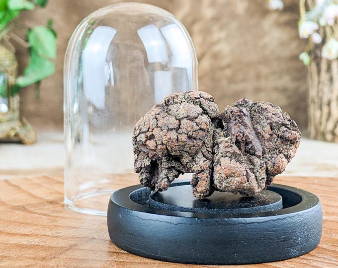 Fossilized Genuine Dinosaur Poop Fossil Glass Dome Oddities Curiosities ...