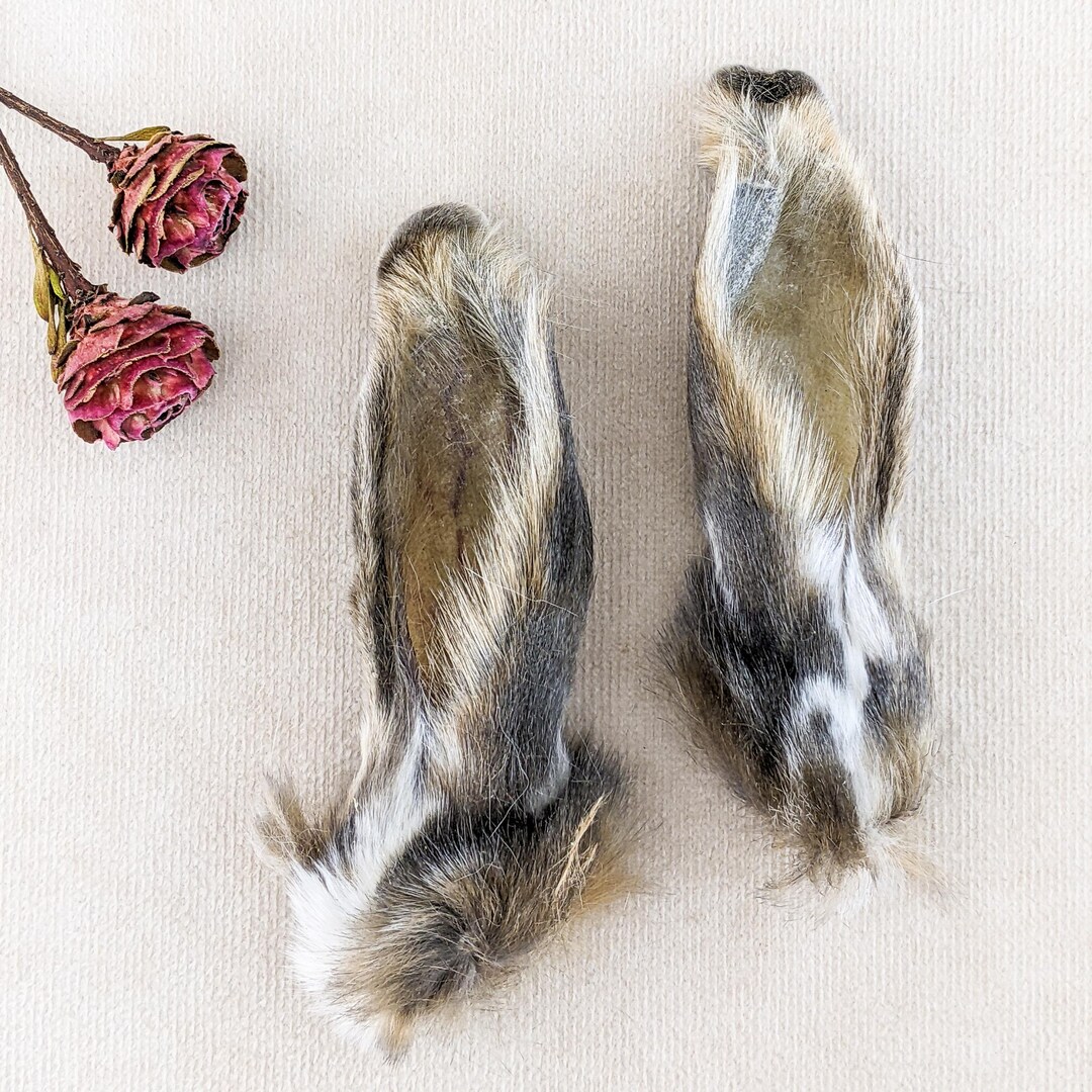 Bunny Rabbit Ears 4" Curled Specimen Taxidermy Oddities Curiosity ...