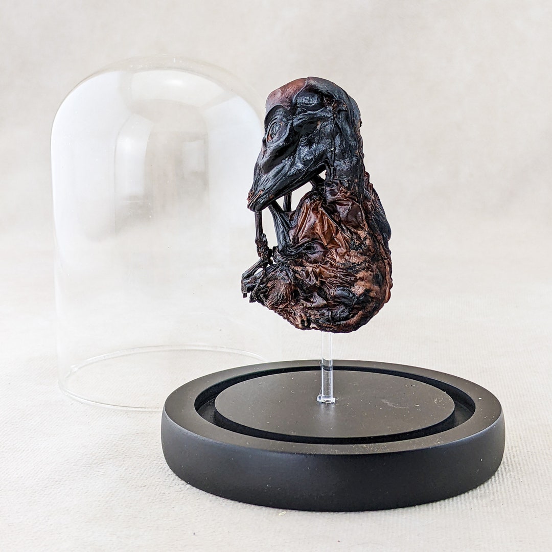 Fetal Lamb Preserved Glass Dome Mummified Display Taxidermy Oddity ...