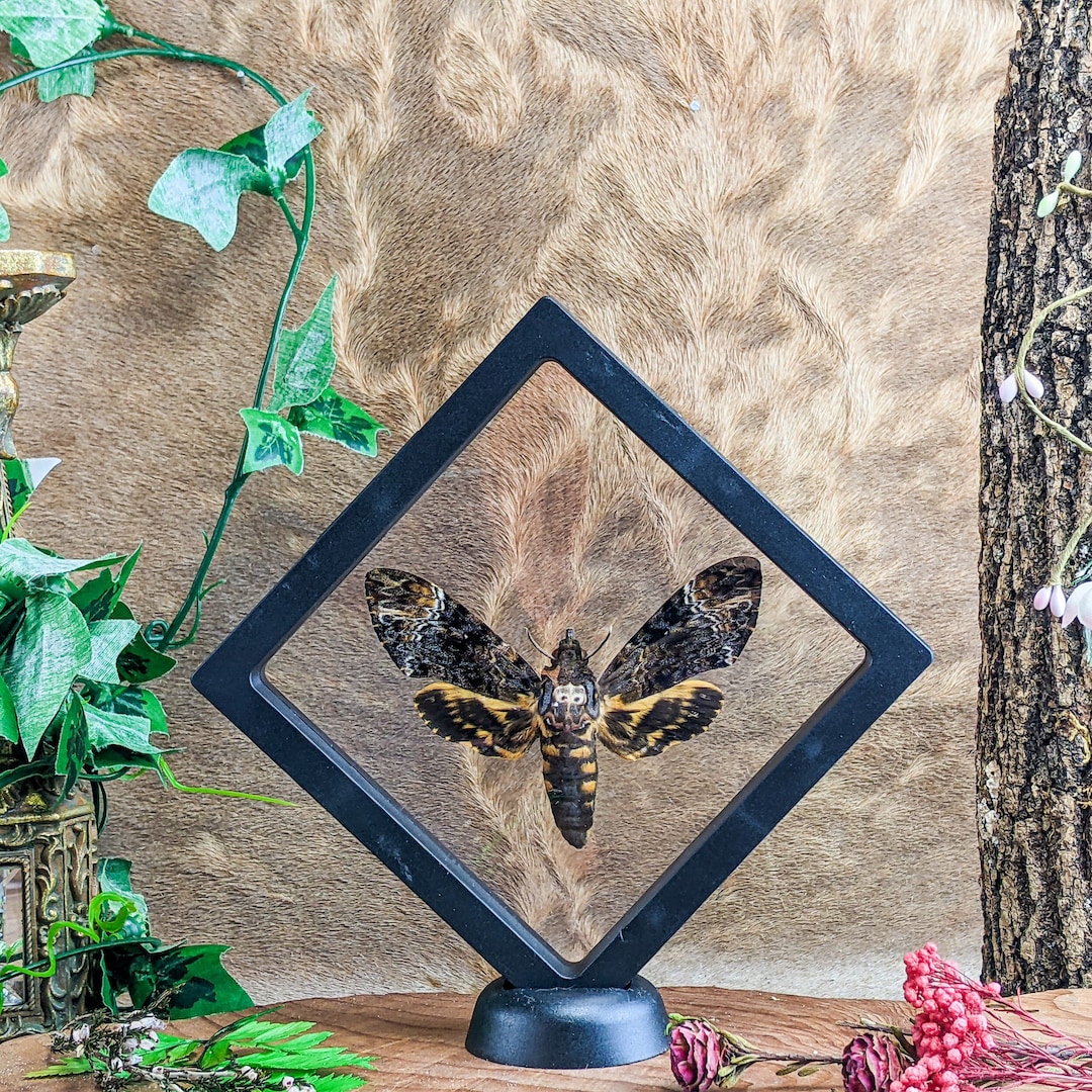 A26d DEATH'S HEAD Hawk Moth Taxidermy Bug Collector Entomology Oddities ...