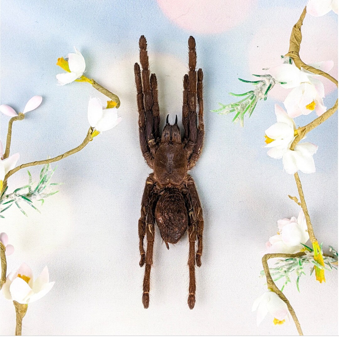 Eurypelma Spinicrus Tarantula Specimen Craft Crafting Oddities ...