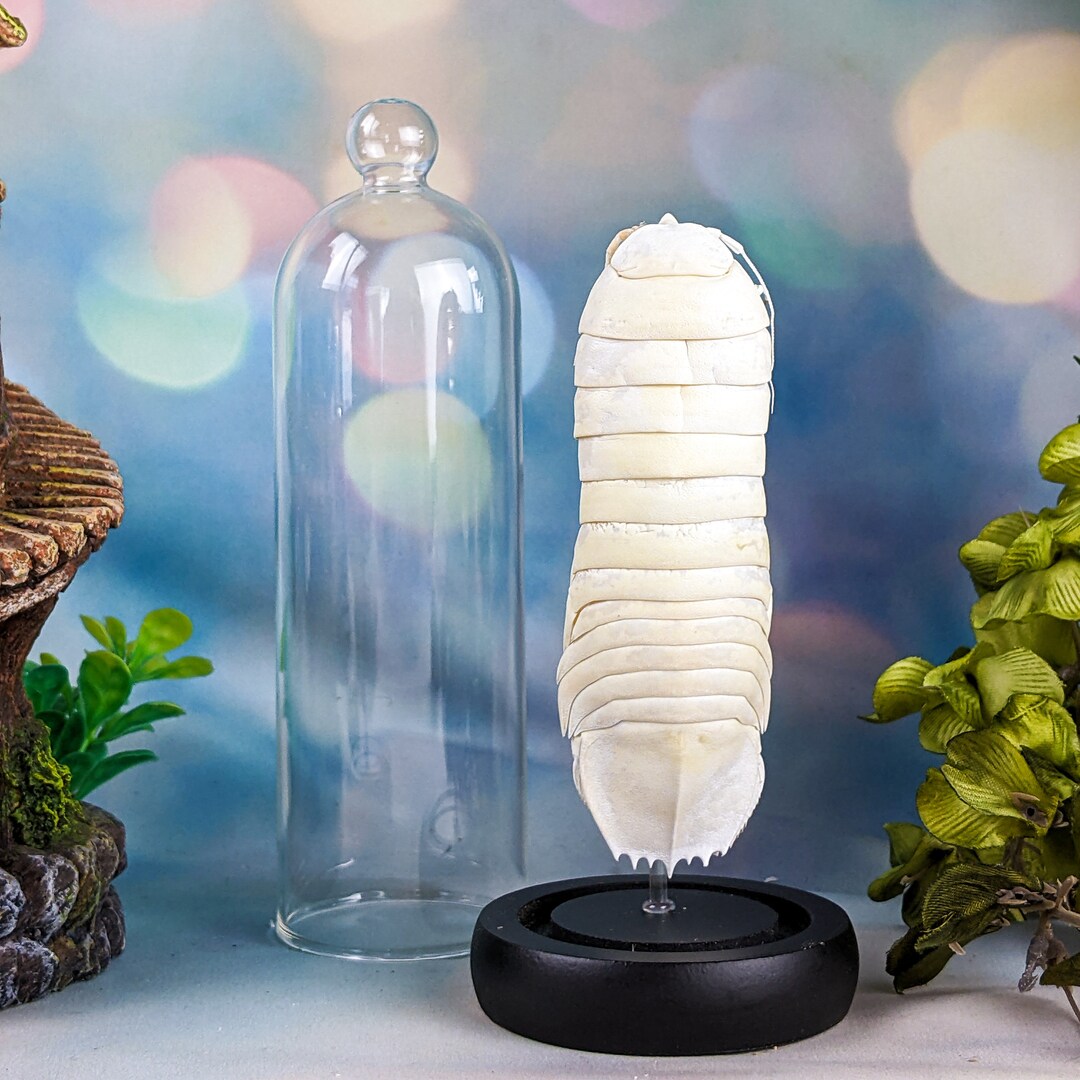 Giant Sea Isopod Glass Dome Display Taxidermy Oddities Curiosities ...