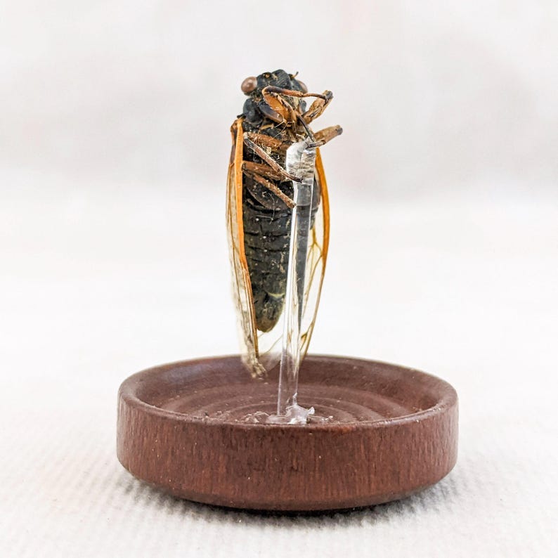Locust Cicada Glass Dome Display Entomology Taxidermy Oddities ...
