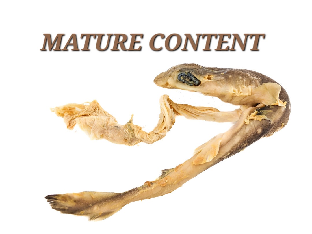 Shark Pup Dogfish Shark Pup W/egg Sack Wet Specimen Oddities ...