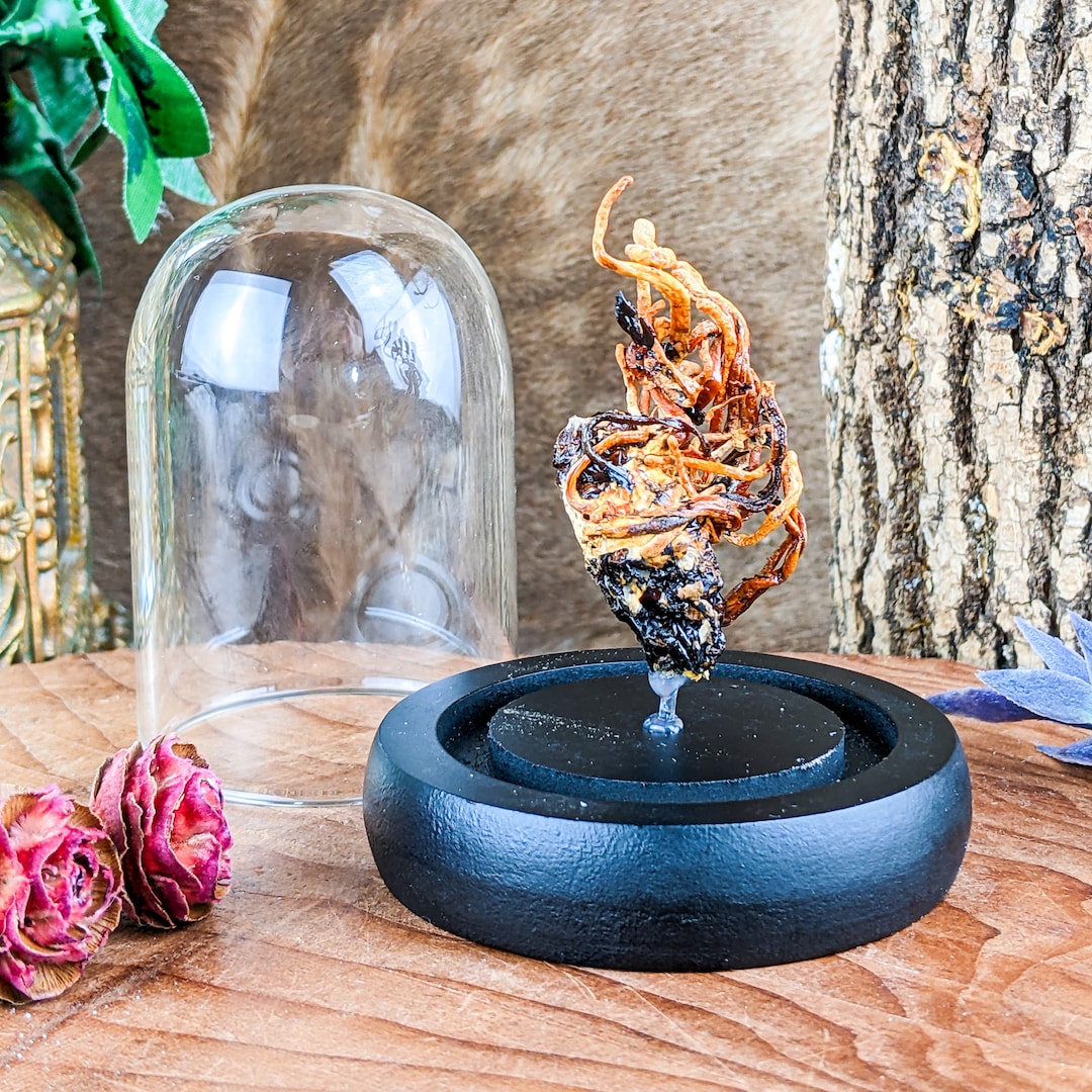 Zombie Silk Moth Pupa Fungus Cordyceps Dome Macabre Curio Cabinet ...