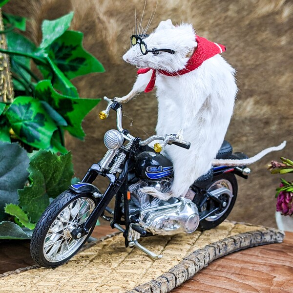 Bike Taxidermy - Etsy
