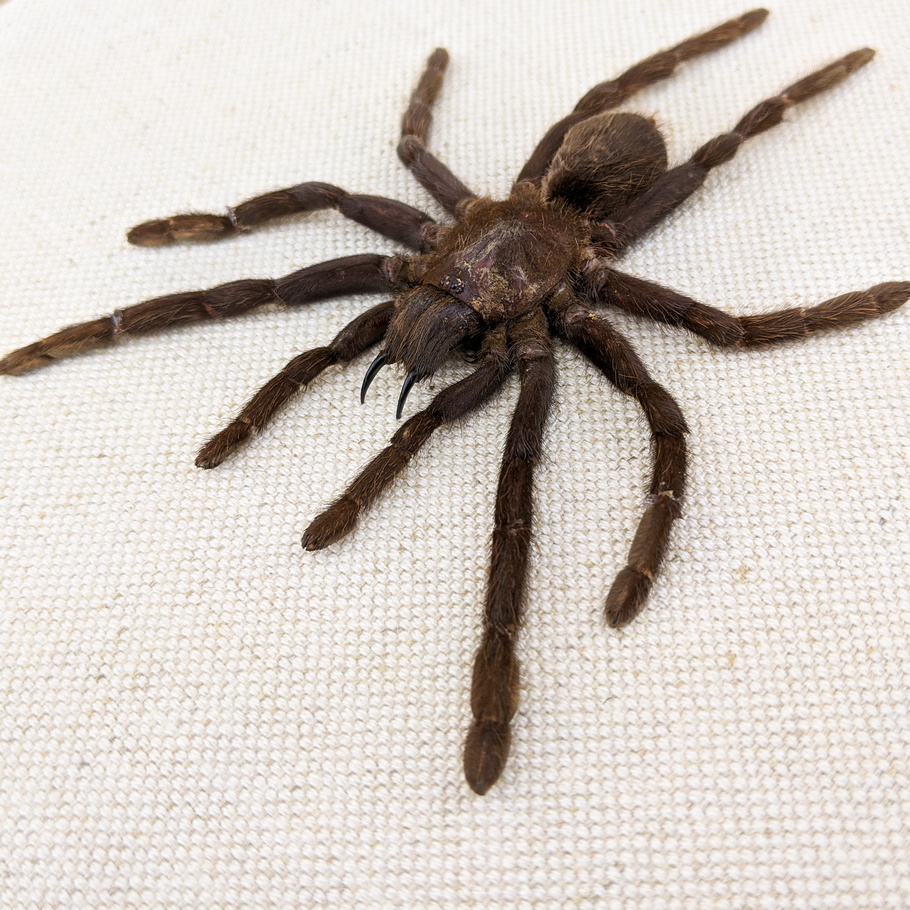 S30F Entomology Taxidermy Real Tarantula Spider Arachnid | Etsy