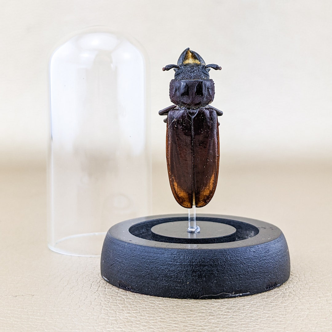 Stag Beetle Lucanus Capreolus Glass Dome Display Collectible Preserved ...