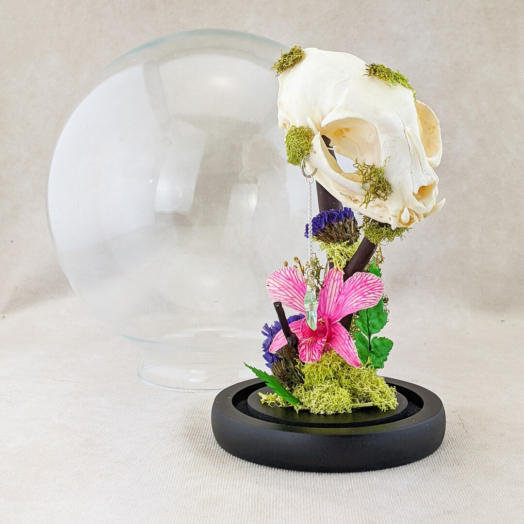 Cat Skull Glass Display Case Taxidermy Oddities Curiosities Display ...