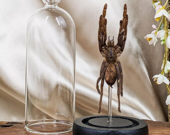 Tarantula Spider Glass Dome Display Specimen Arachnid Taxidermy ...
