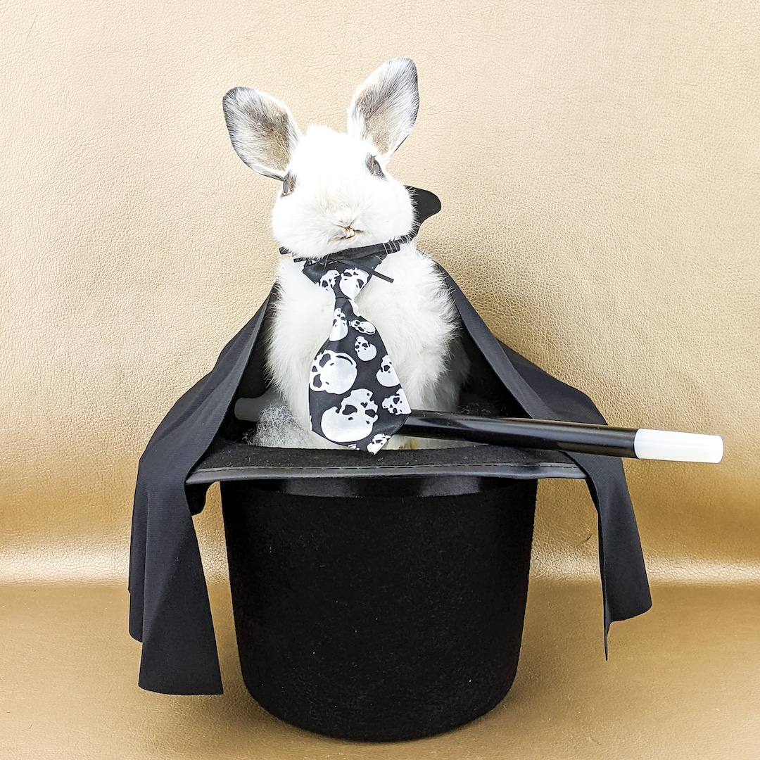 W142 Magician Rabbit & Hat Taxidermy Oddities Curiosities Collectible ...