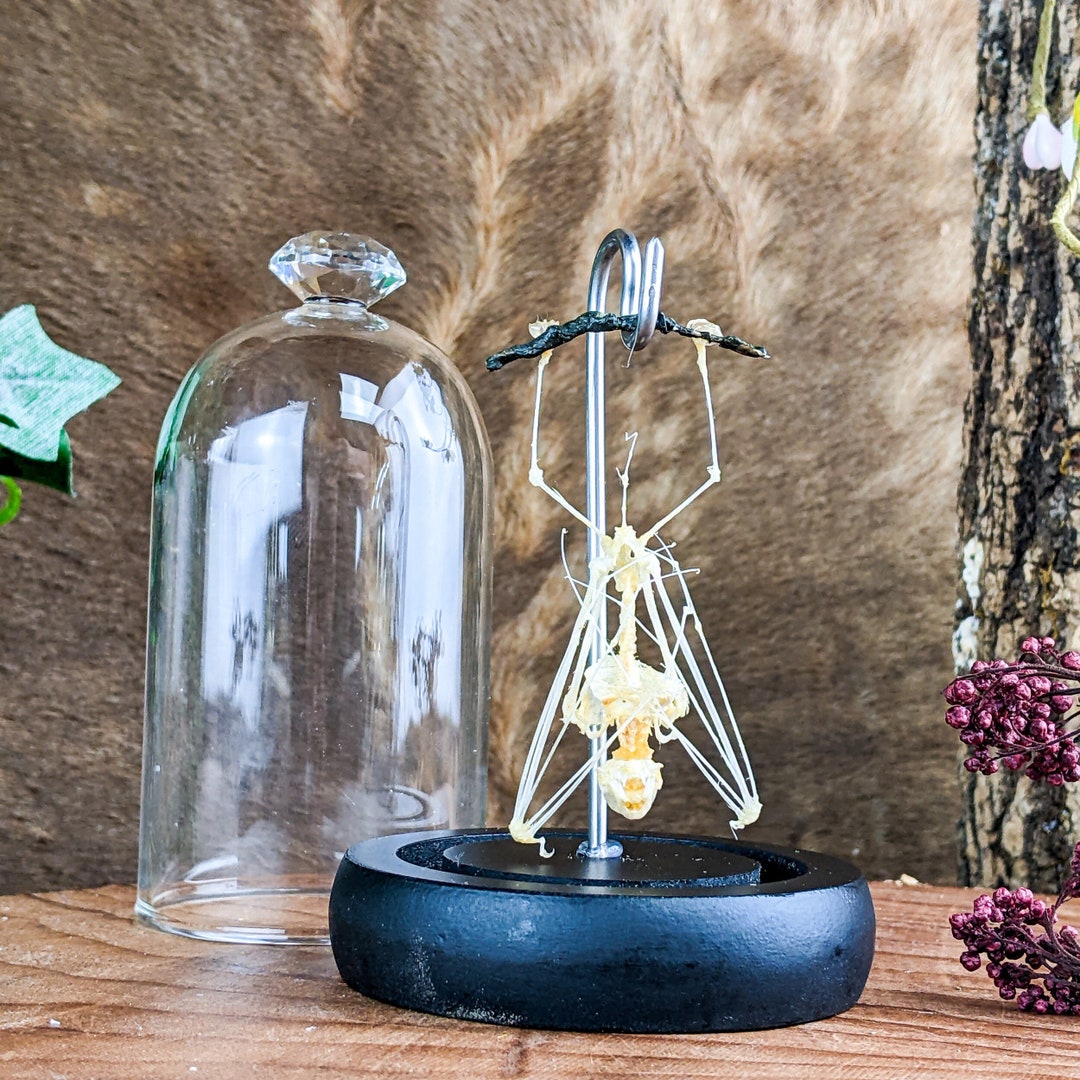 Blyth's Horseshoe Bat Skeleton Glass Dome Taxidermy Oddities ...