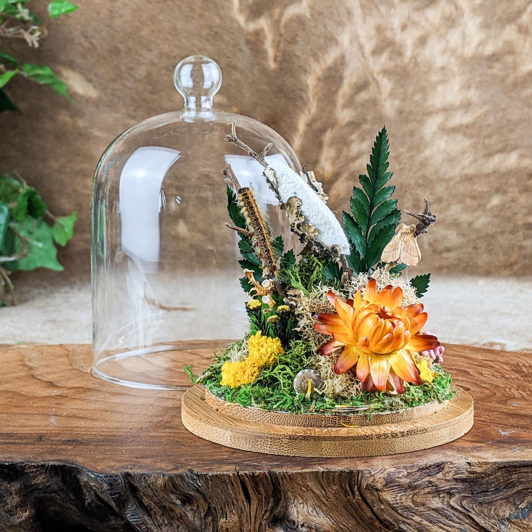 Moth Caterpillar & Cocoons Glass Dome Display Entomology Taxidermy ...