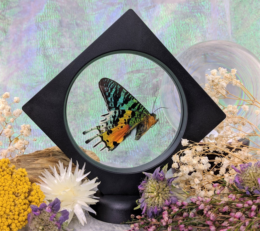 Sunset Moth Urania Ripheus Butterfly Floating Display Taxidermy ...