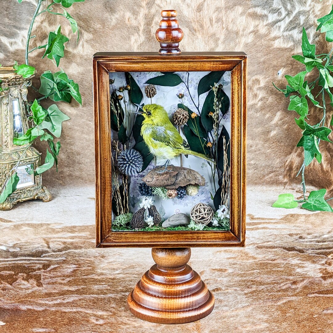 Victorian Style Taxidermy Common Iora Bird Standing Frame Display Bird ...