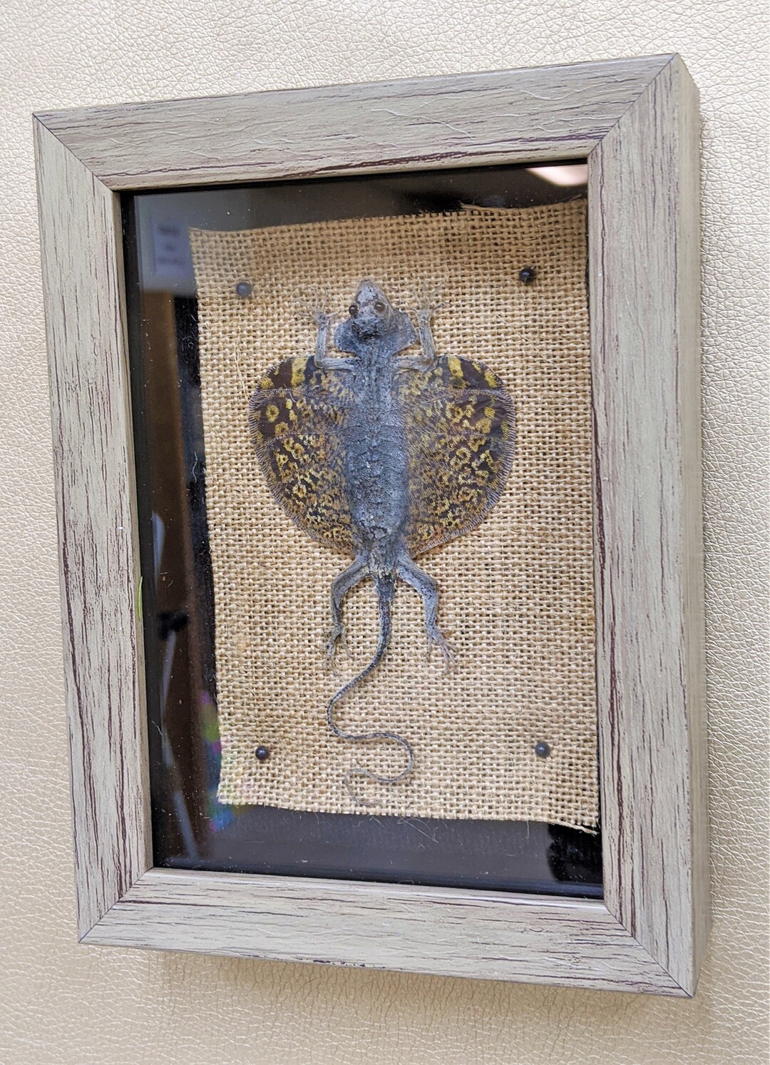 Draco Volans Lizard Framed Shadowbox Display Taxidermy Collectible ...