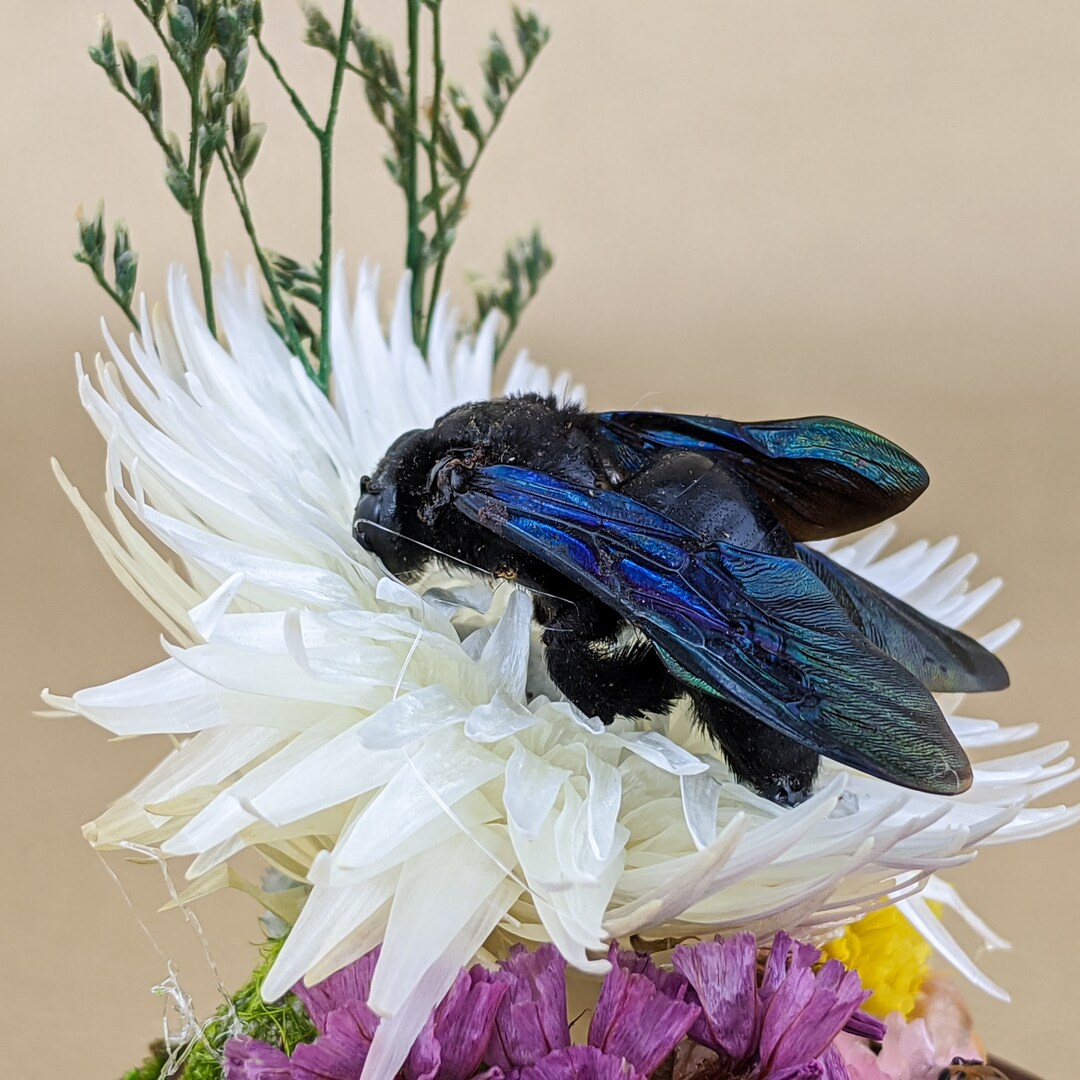 Violet Winged Carpenter Bee Glass Dome Display Entomology Taxidermy ...