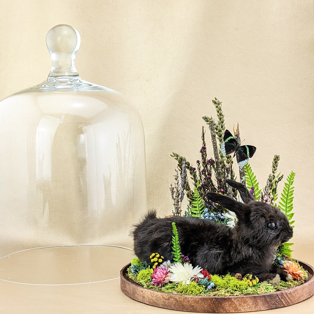 Baby Rabbit Dome Display With Flowers Curiosities Oddities Oddity ...