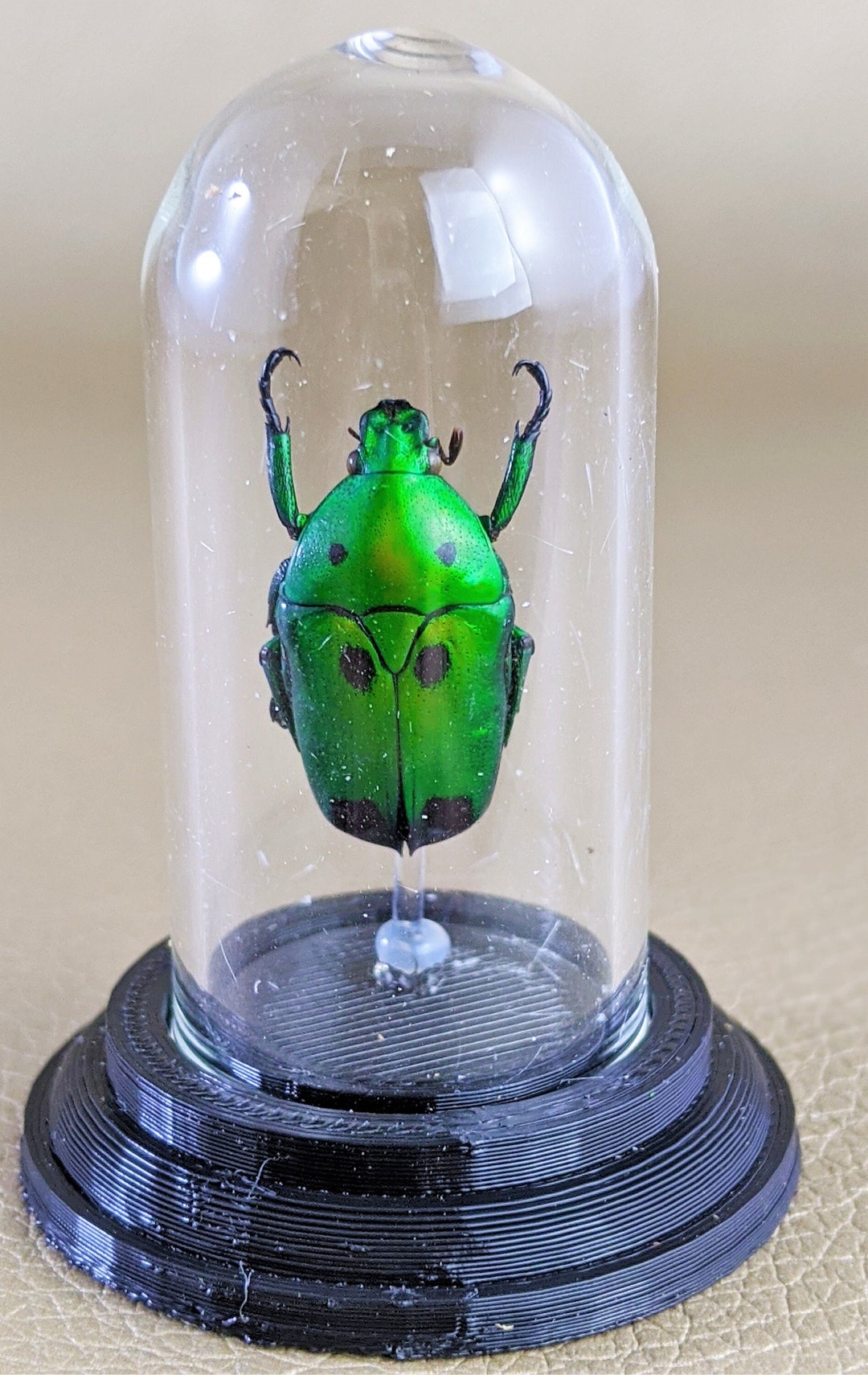 X49 Green Domino Beetle Glass Dome Display Entomology Taxidermy ...